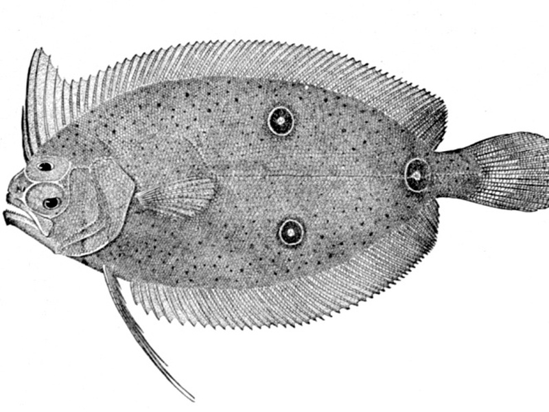 The Complete List of Fish of Norway - Flora Fauna Fun