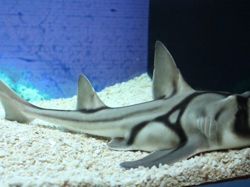 List of Fish of Australia - Flora Fauna Fun