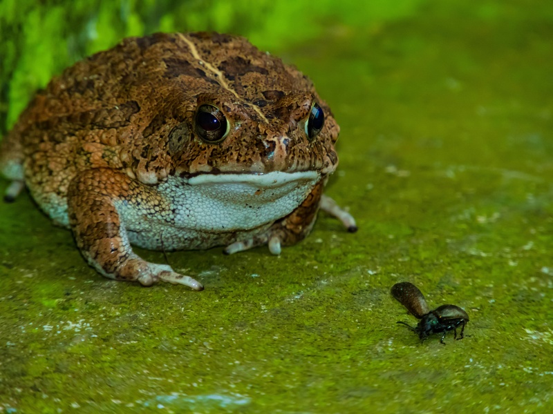 List of Amphibians of Afghanistan - Flora Fauna Fun