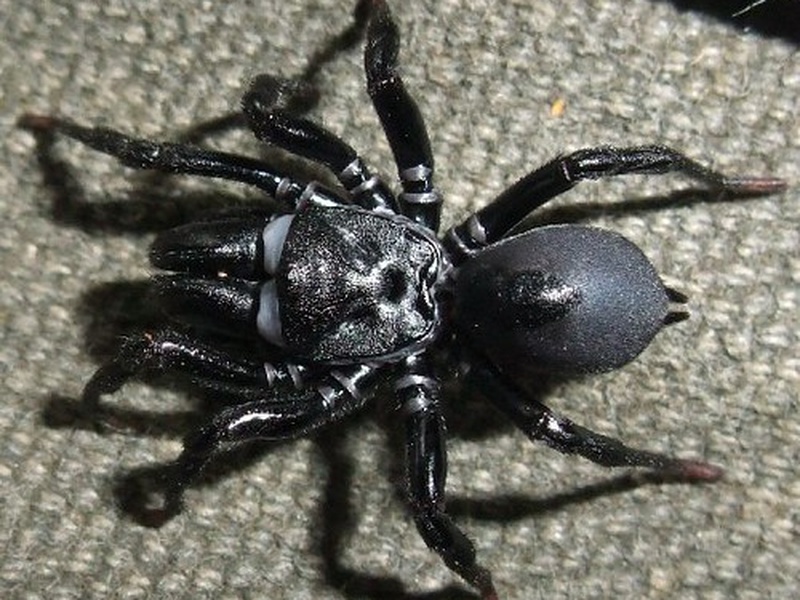 The Complete List of Forest Spiders - Flora Fauna Fun