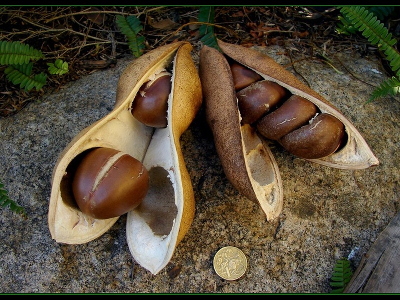 Plants of Vanuatu: The Complete List - Flora Fauna Fun