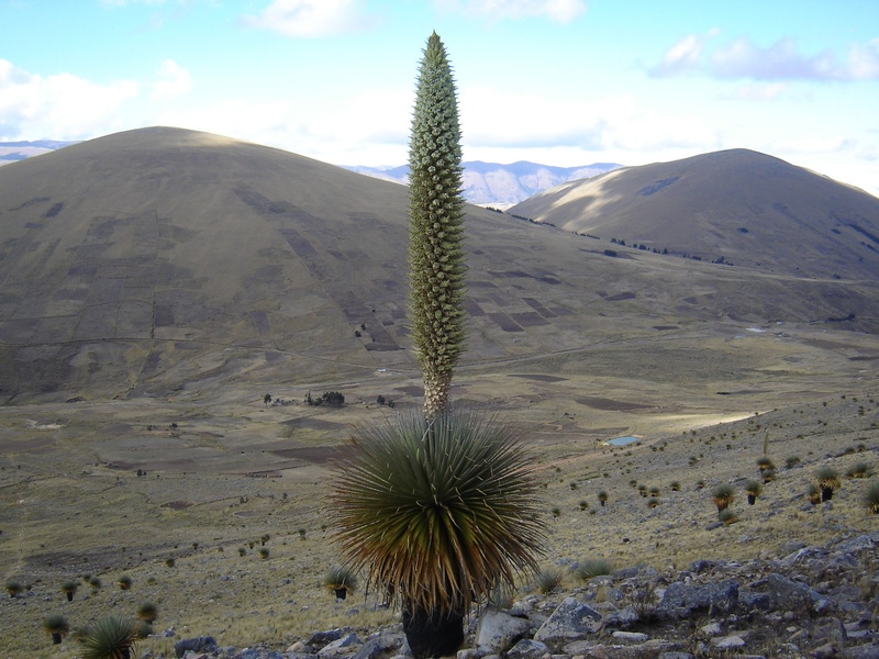 The Complete List of Beautiful Rare Plants - Flora Fauna Fun