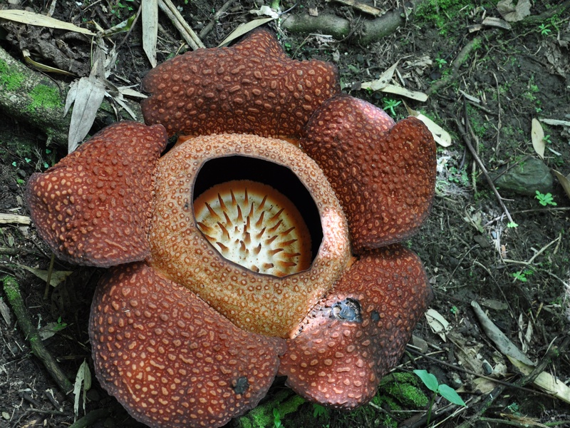 Unique Plants: The Complete List - Flora Fauna Fun