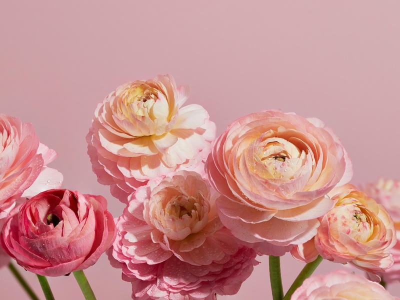 List of Cute Flowers - Flora Fauna Fun