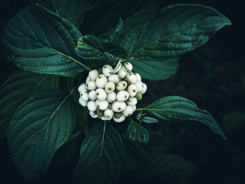List of Mixed Forest Vegetation - Flora Fauna Fun