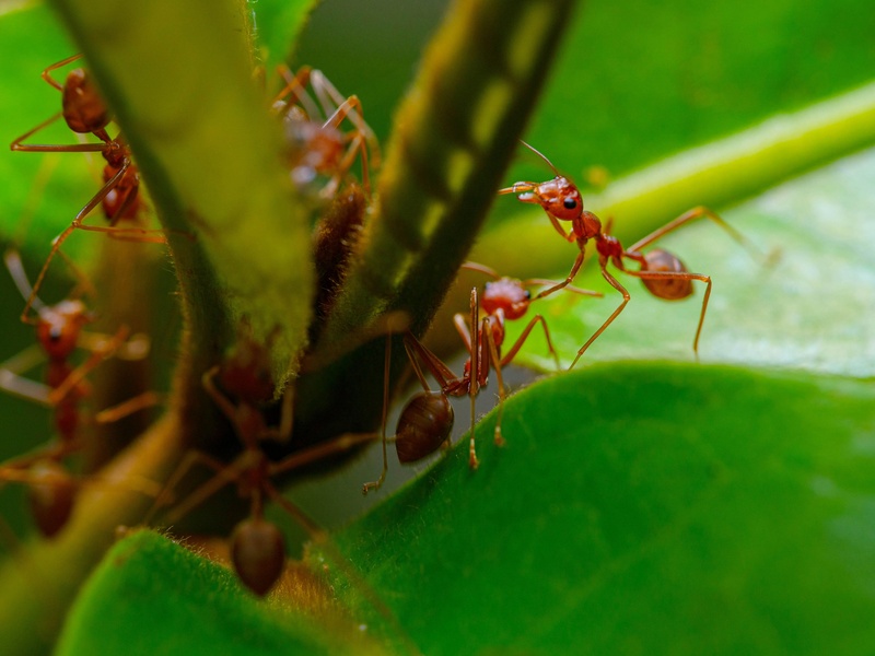 List of Smallest Red Animals - Flora Fauna Fun