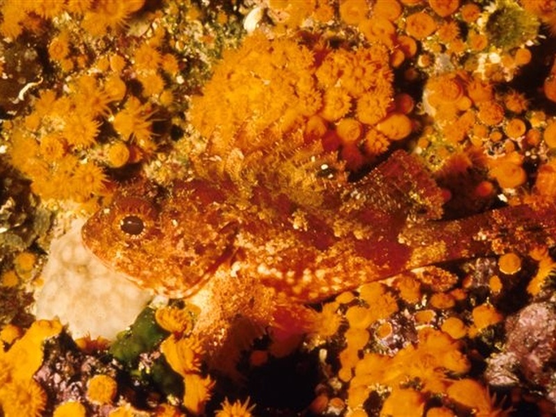 The Complete List of Fish of Croatia - Flora Fauna Fun