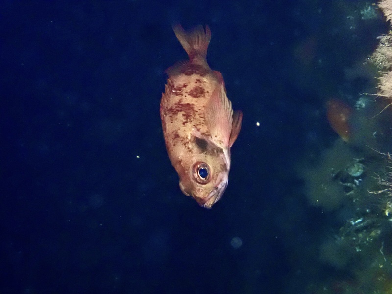 The Complete List of Fish of Norway - Flora Fauna Fun