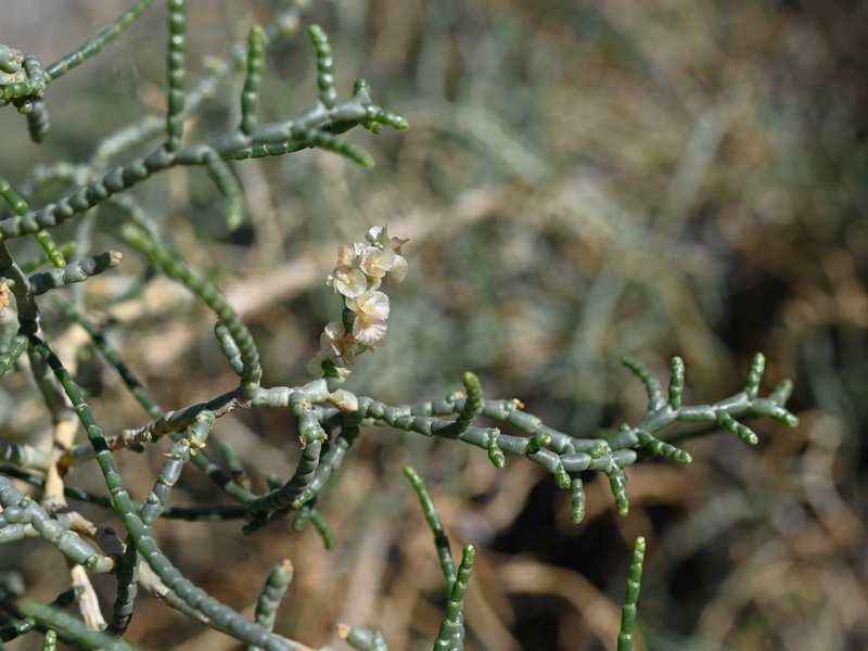 The Complete List of Plants Of The United Arab Emirates - Flora Fauna Fun