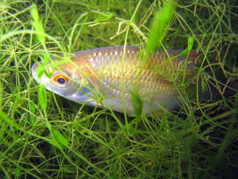 The Complete List of Fish of Russia - Flora Fauna Fun