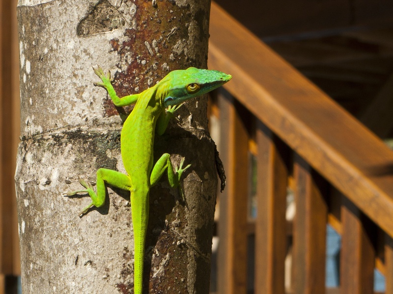 Animals Only Found In Honduras: The Complete List - Flora Fauna Fun