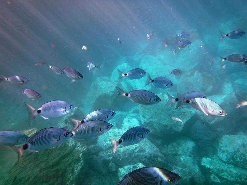 The Complete List of Fish of Croatia - Flora Fauna Fun