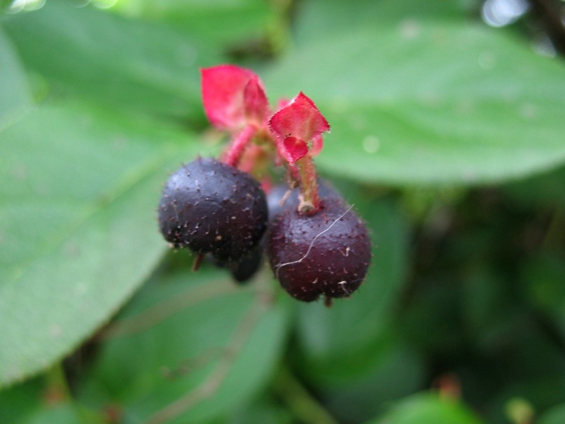 Forest Berries: The Complete List - Flora Fauna Fun