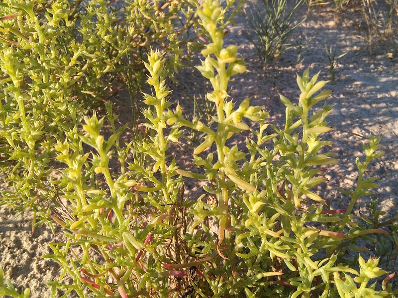 The Complete List of Plants Of The United Arab Emirates - Flora Fauna Fun