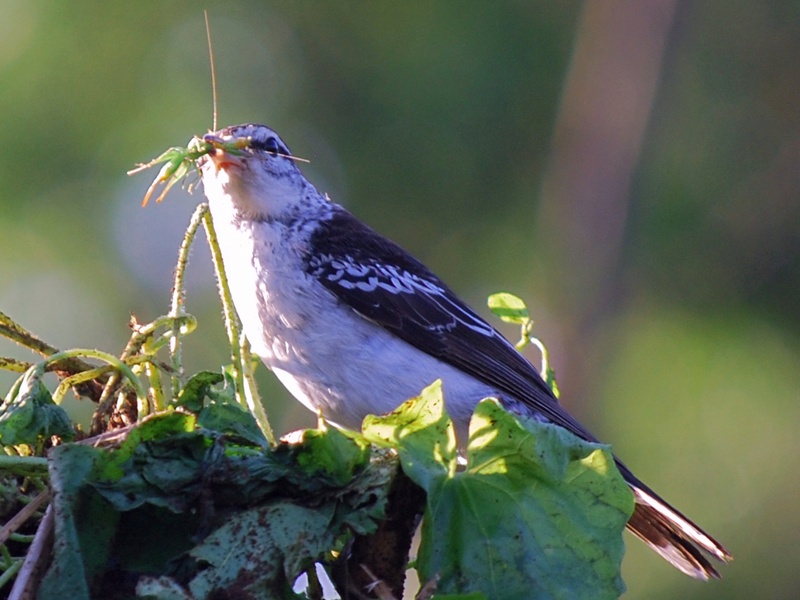 Samoa's Native Animals: The Complete List - Flora Fauna Fun