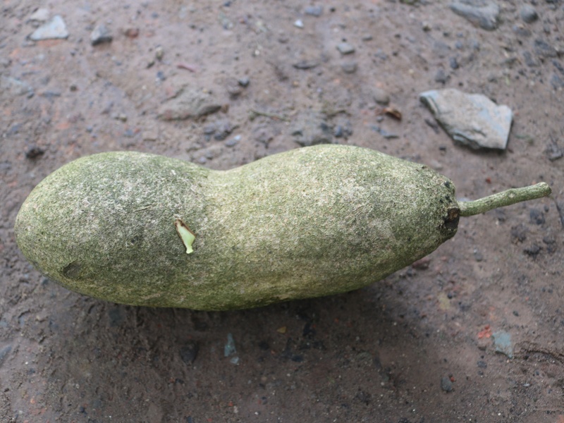 List of Trees of Ethiopia - Flora Fauna Fun