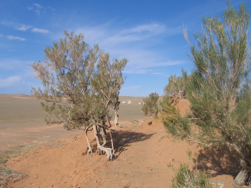 List of Mongolia's Native Plants - Flora Fauna Fun