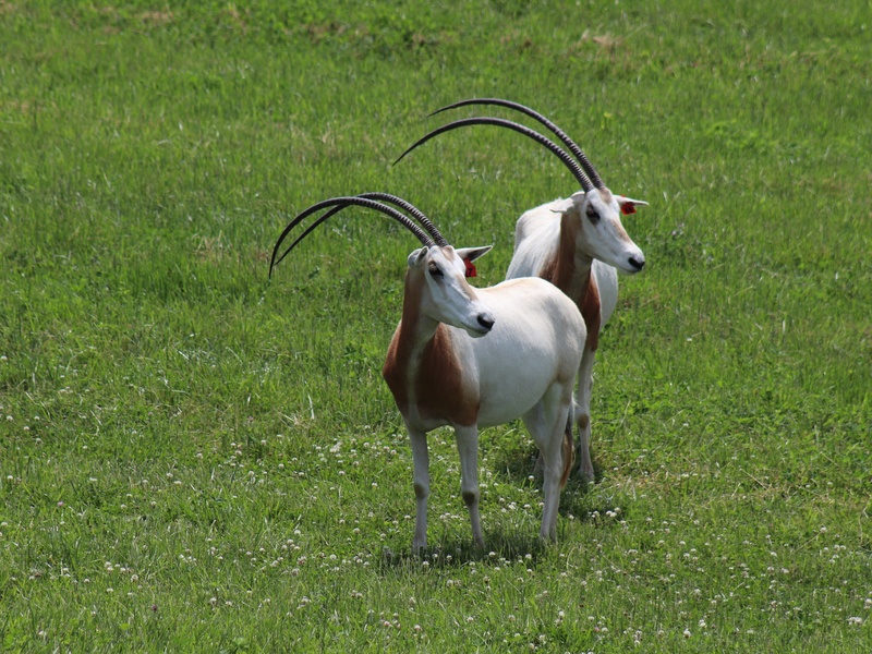 Chad's Native Animals: The Complete List - Flora Fauna Fun