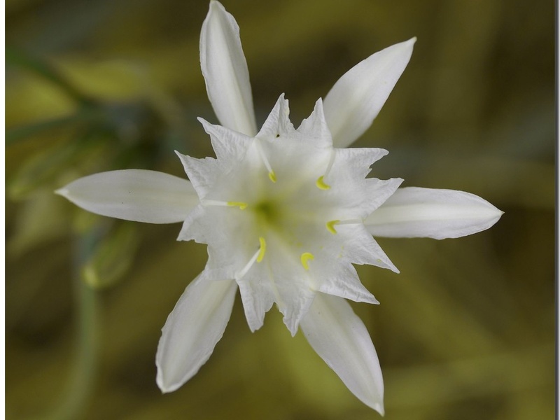 The Complete List of Plants Of The United Arab Emirates - Flora Fauna Fun