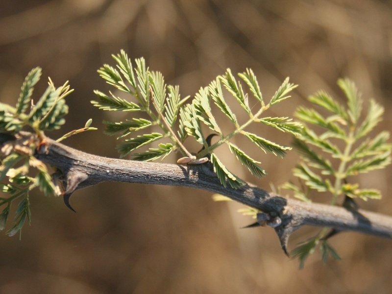 Trees of Djibouti - Flora Fauna Fun