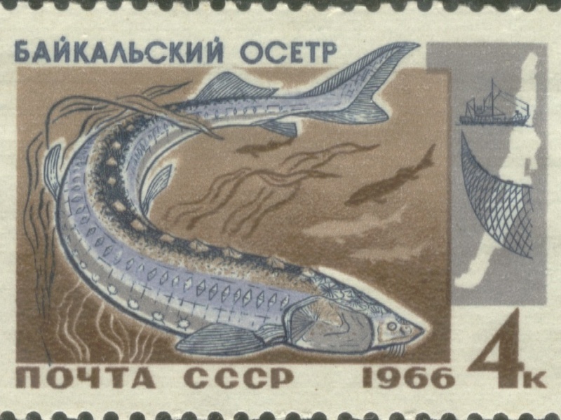 The Complete List of Fish of Russia - Flora Fauna Fun
