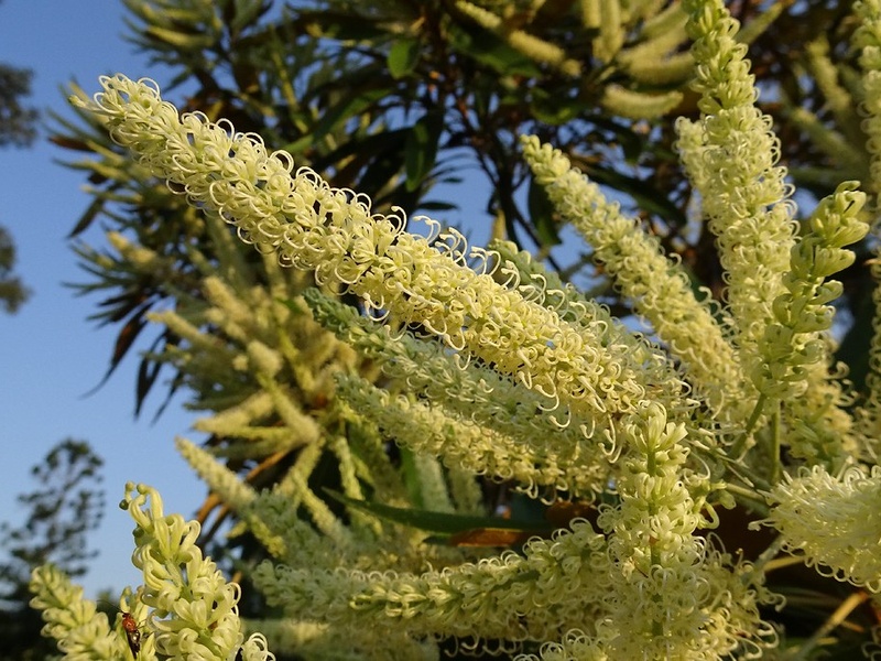 List of Trees of Ethiopia - Flora Fauna Fun