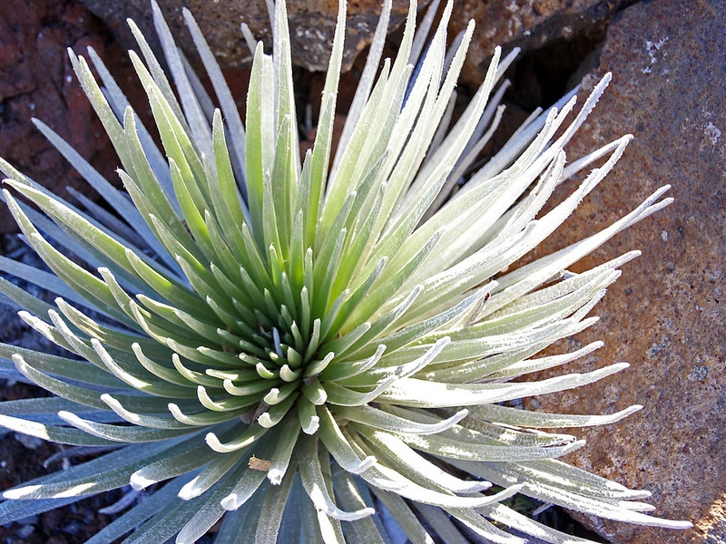 The Complete List of Beautiful Rare Plants - Flora Fauna Fun