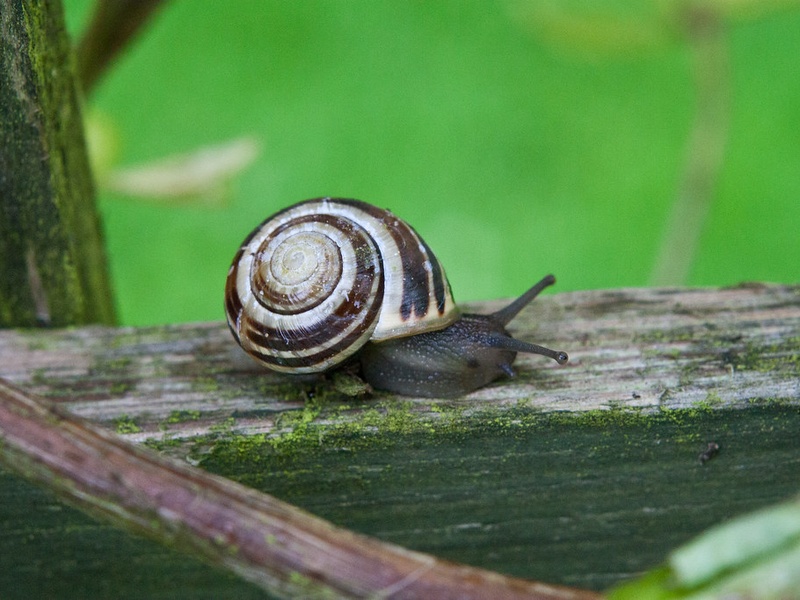 The Complete List of Grassland Decomposers - Flora Fauna Fun