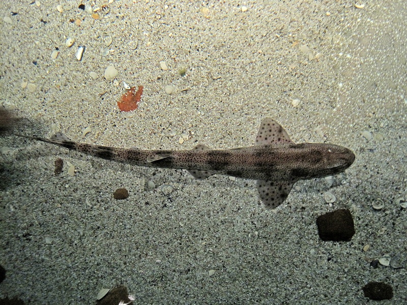 The Complete List of Fish of Croatia - Flora Fauna Fun