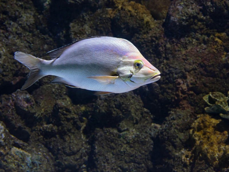 List of Fish of Australia - Flora Fauna Fun