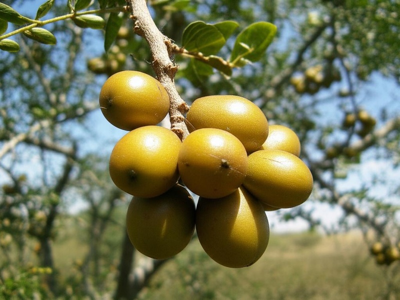 Fruits of Sudan: The Complete List - Flora Fauna Fun