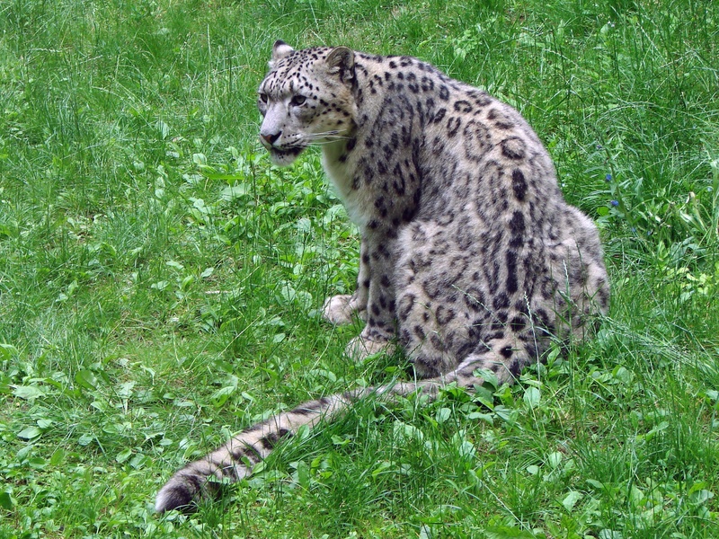 Animals of Pakistan: The Complete List - Flora Fauna Fun