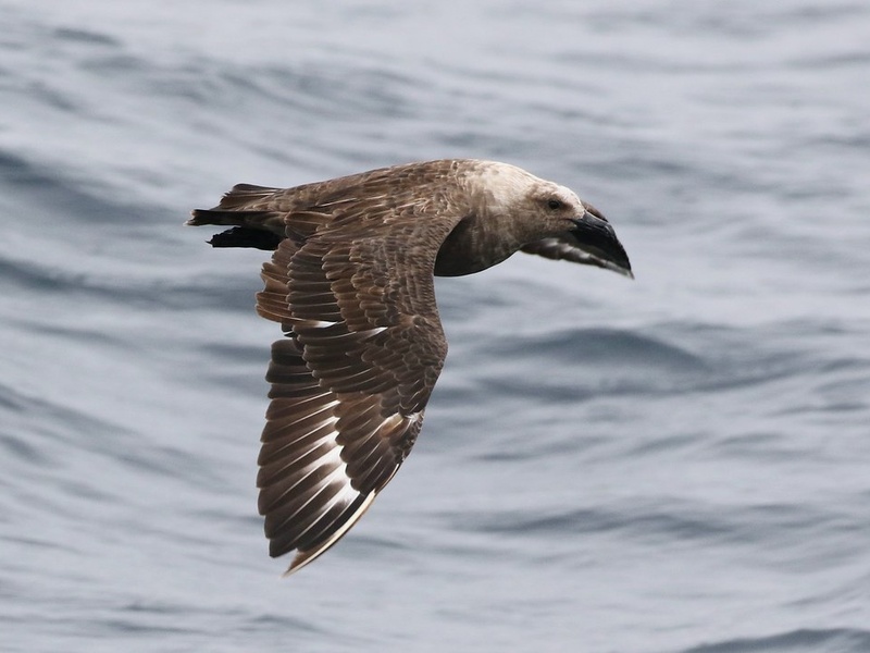 Polar Birds: The Complete List - Flora Fauna Fun