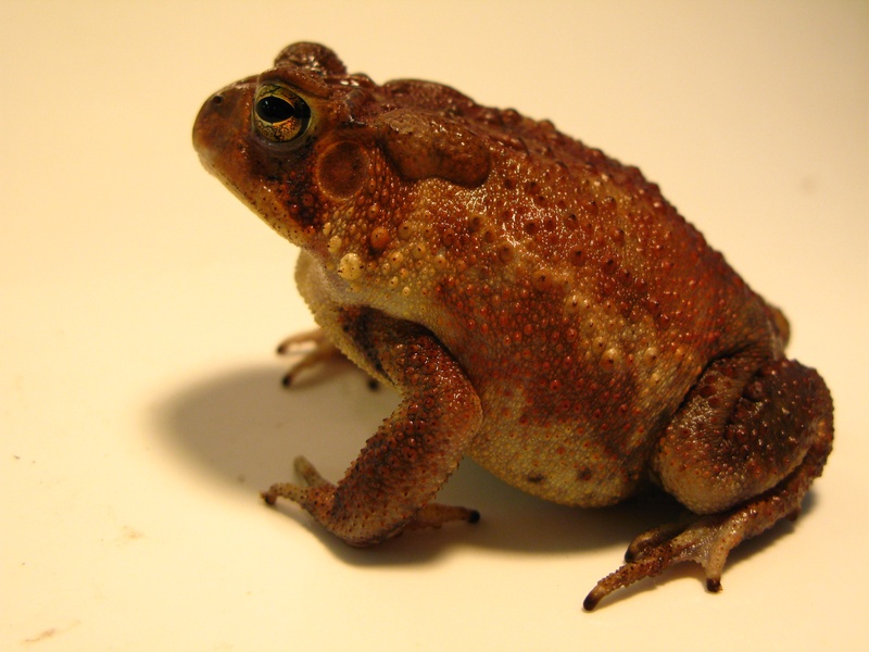 List of Poisonous Toads - Flora Fauna Fun