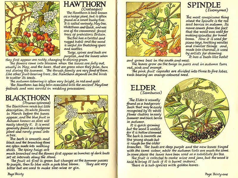 Forest Berries: The Complete List - Flora Fauna Fun