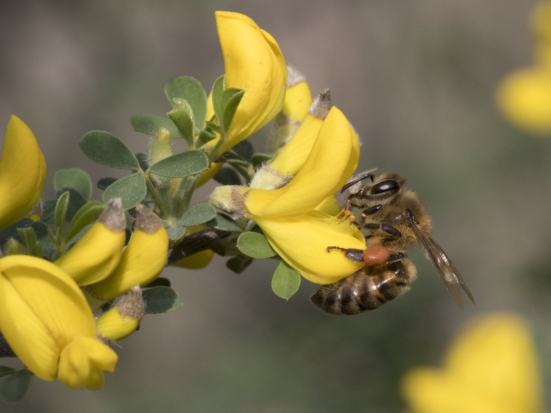 List of Flowers of Syria - Flora Fauna Fun