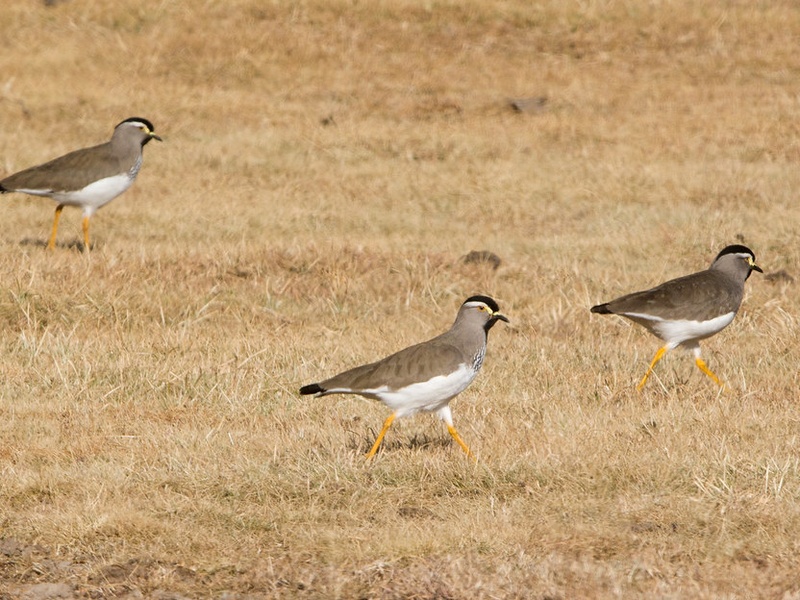 List of Ethiopia's Native Animals - Flora Fauna Fun