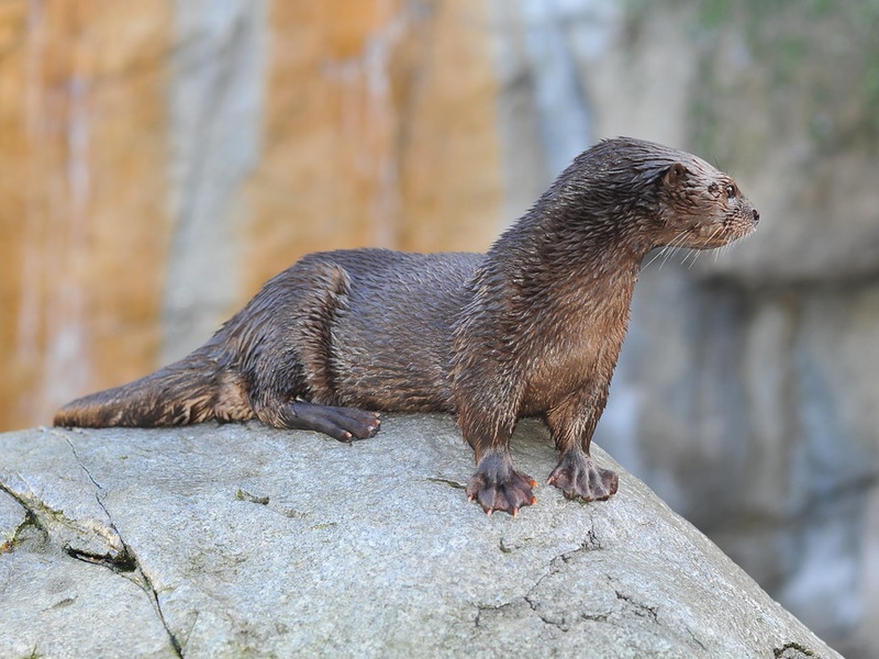 List of Okavango Delta Animals - Flora Fauna Fun
