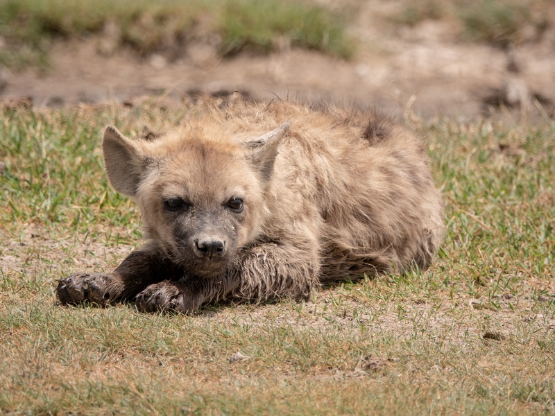 Chad's Native Animals: The Complete List - Flora Fauna Fun