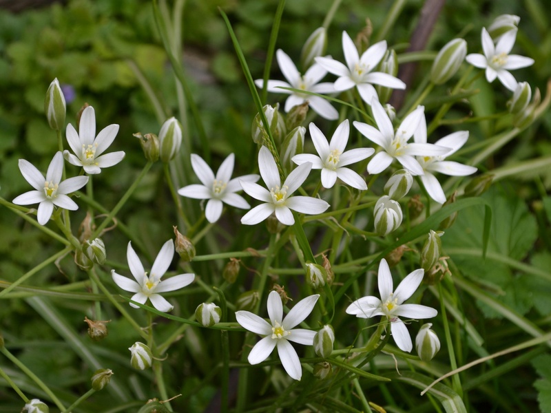 List of Flowers of Syria - Flora Fauna Fun