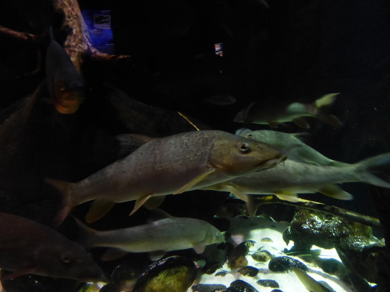 The Complete List of Fish of Russia - Flora Fauna Fun