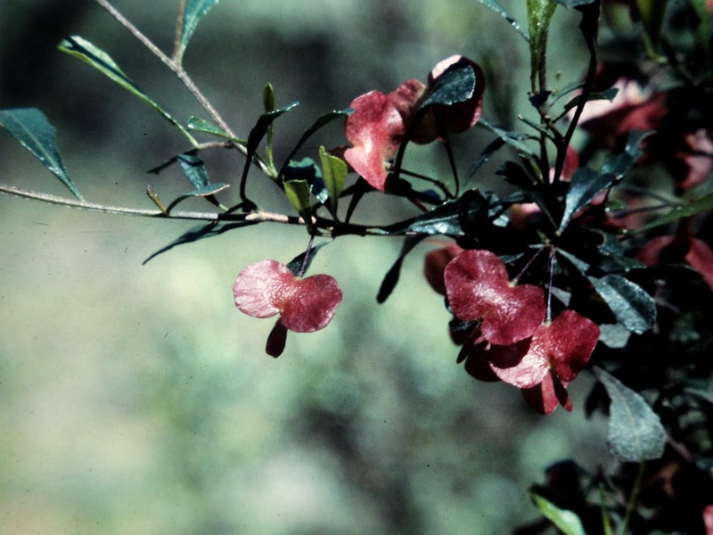 Plants of Vanuatu: The Complete List - Flora Fauna Fun