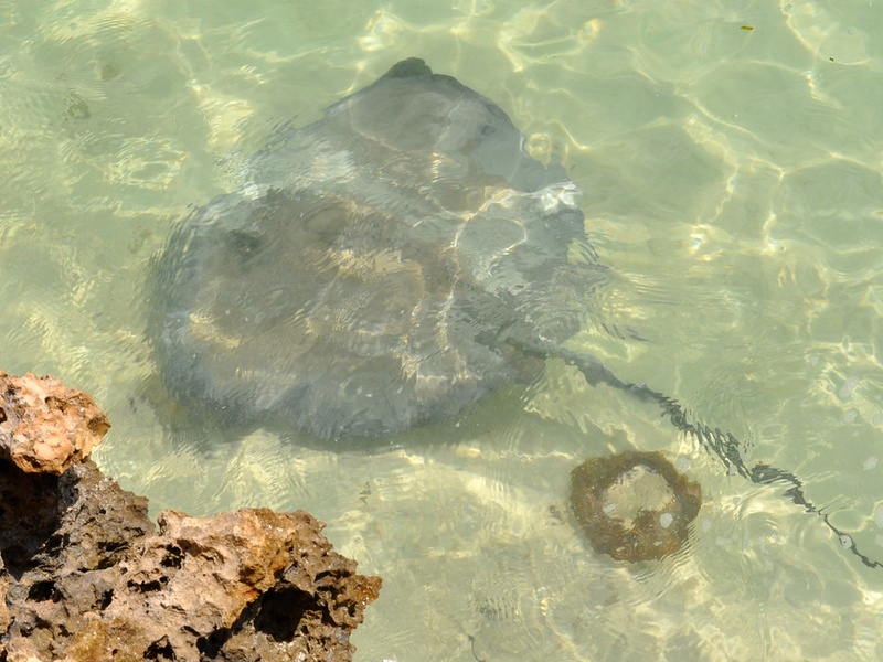 The Complete List of Dangerous Animals In Panama - Flora Fauna Fun