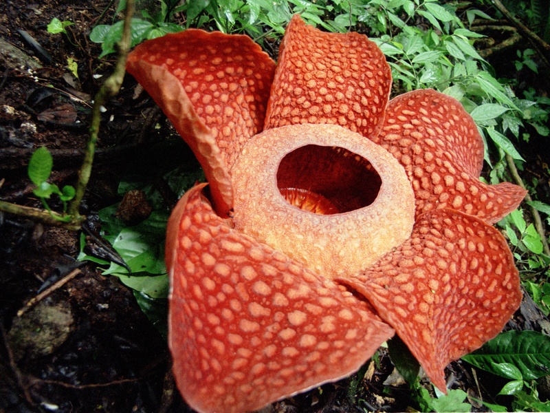 The Complete List of Beautiful Rare Plants - Flora Fauna Fun