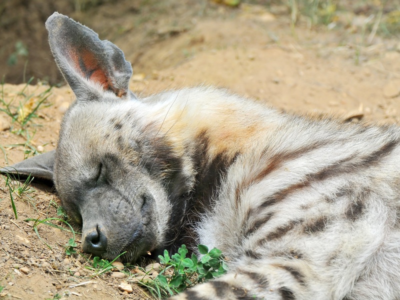 Chad's Native Animals: The Complete List - Flora Fauna Fun