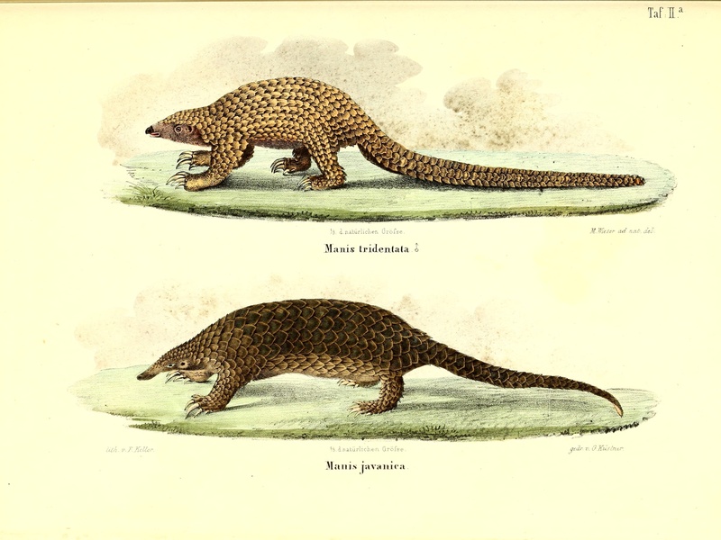 List of Animals of Indonesia - Flora Fauna Fun