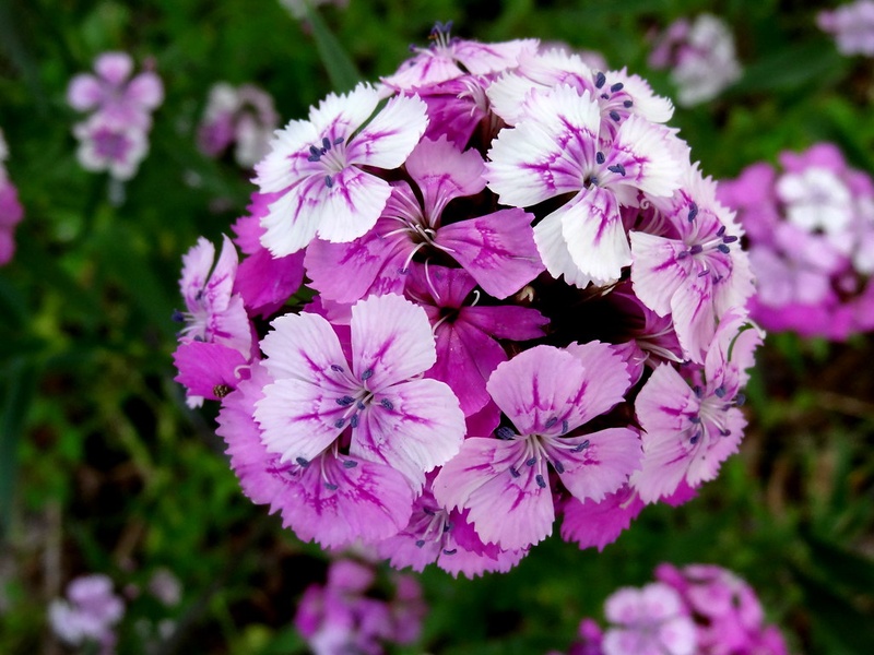 List of Cute Flowers - Flora Fauna Fun