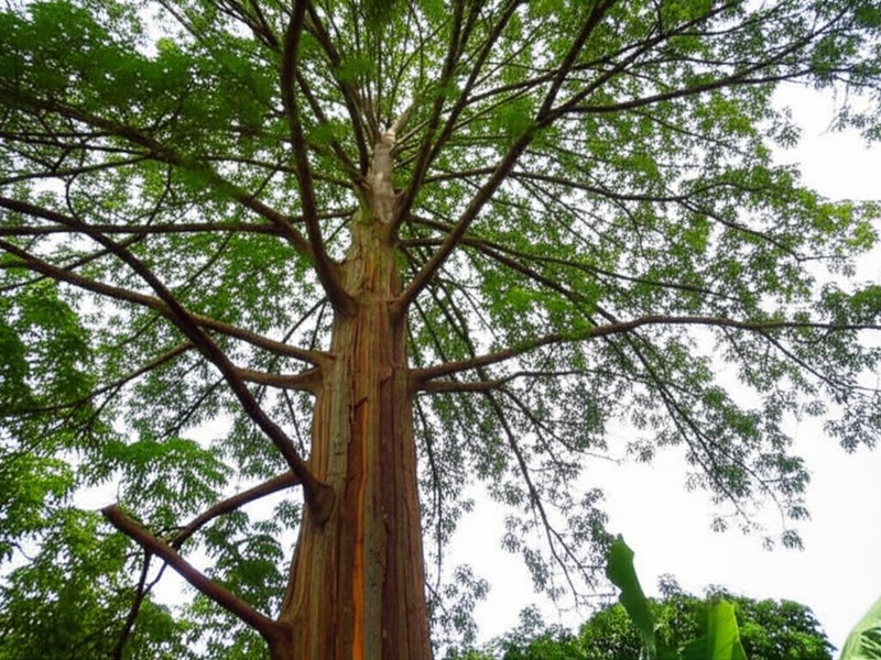 Trees of the Republic of the Congo - Flora Fauna Fun
