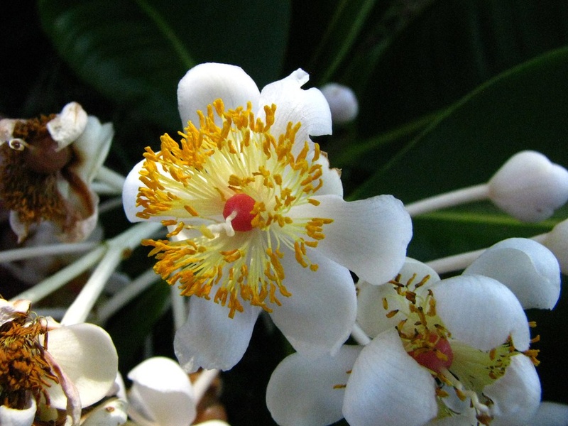 Plants of Vanuatu: The Complete List - Flora Fauna Fun