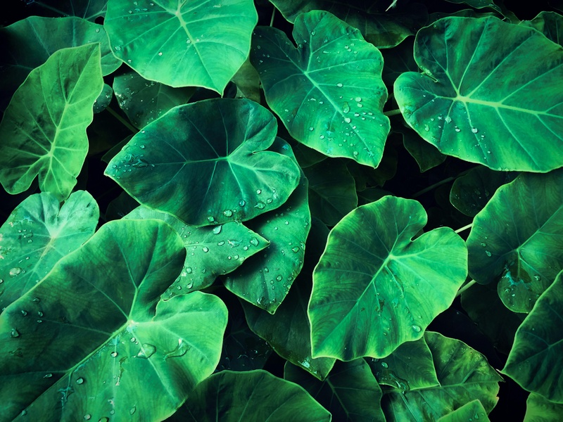 Plants of Vanuatu: The Complete List - Flora Fauna Fun